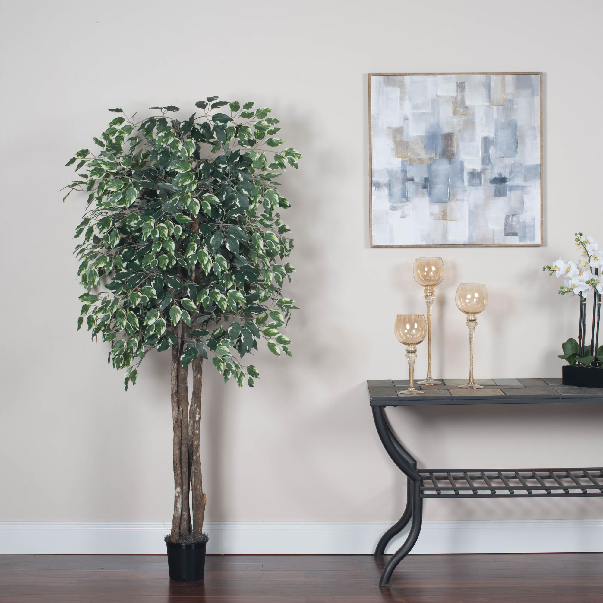 Primrue Fir Variegated Ficus Executive Tree in Pot & Reviews - Wayfair ...