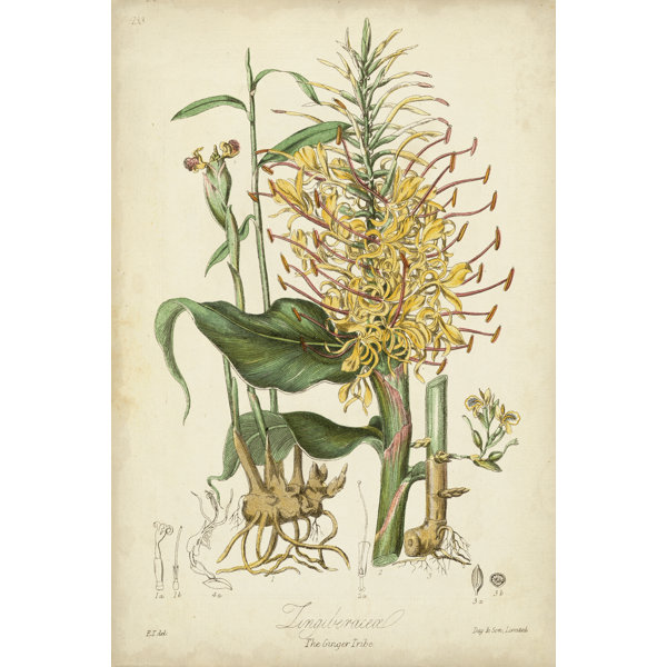 Brambly Cottage Twining Botanicals VII by Elizabeth Twining - Wrapped ...