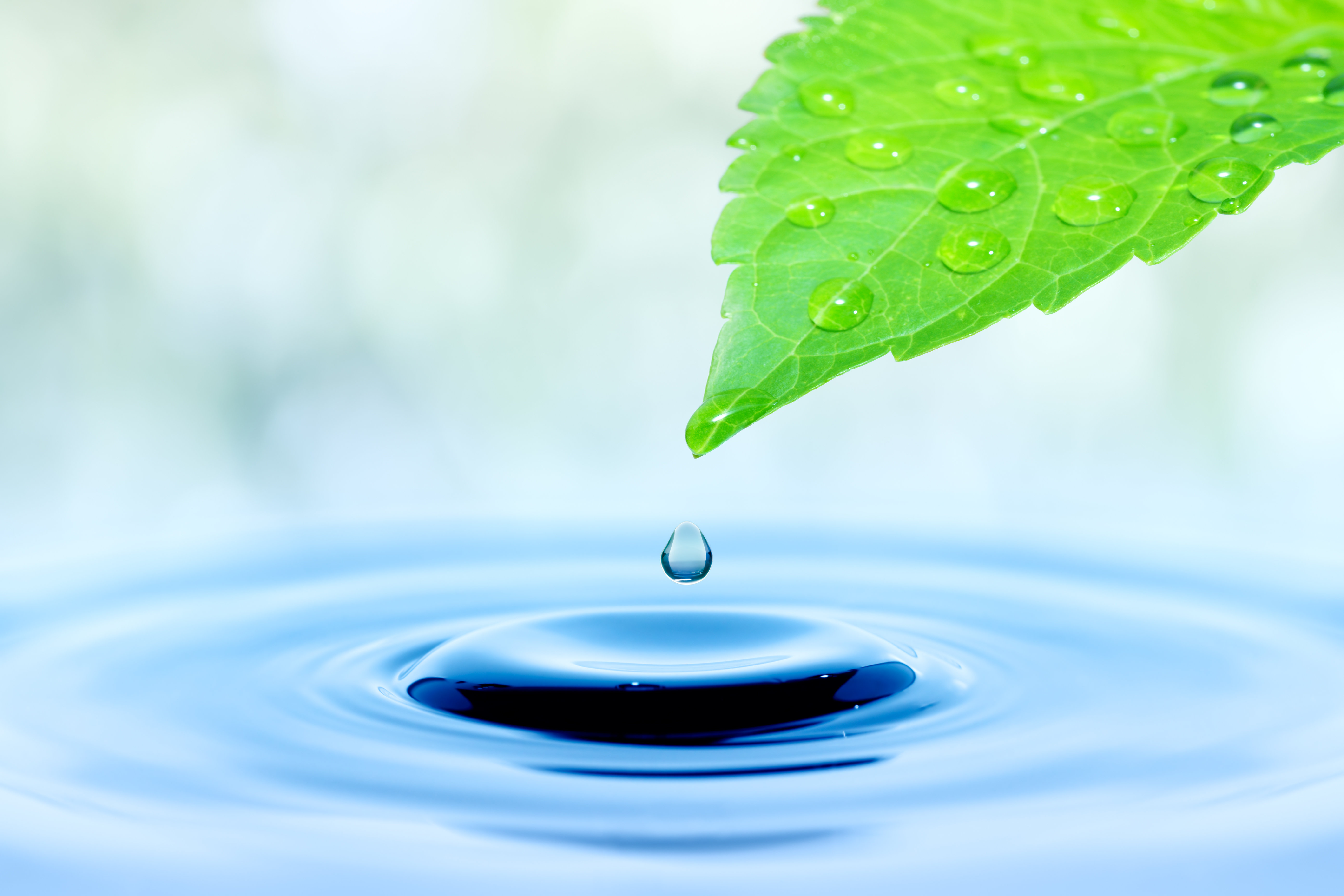 17 Stories Water Dripping From A Green Leaf by Trout55 - Wrapped Canvas ...