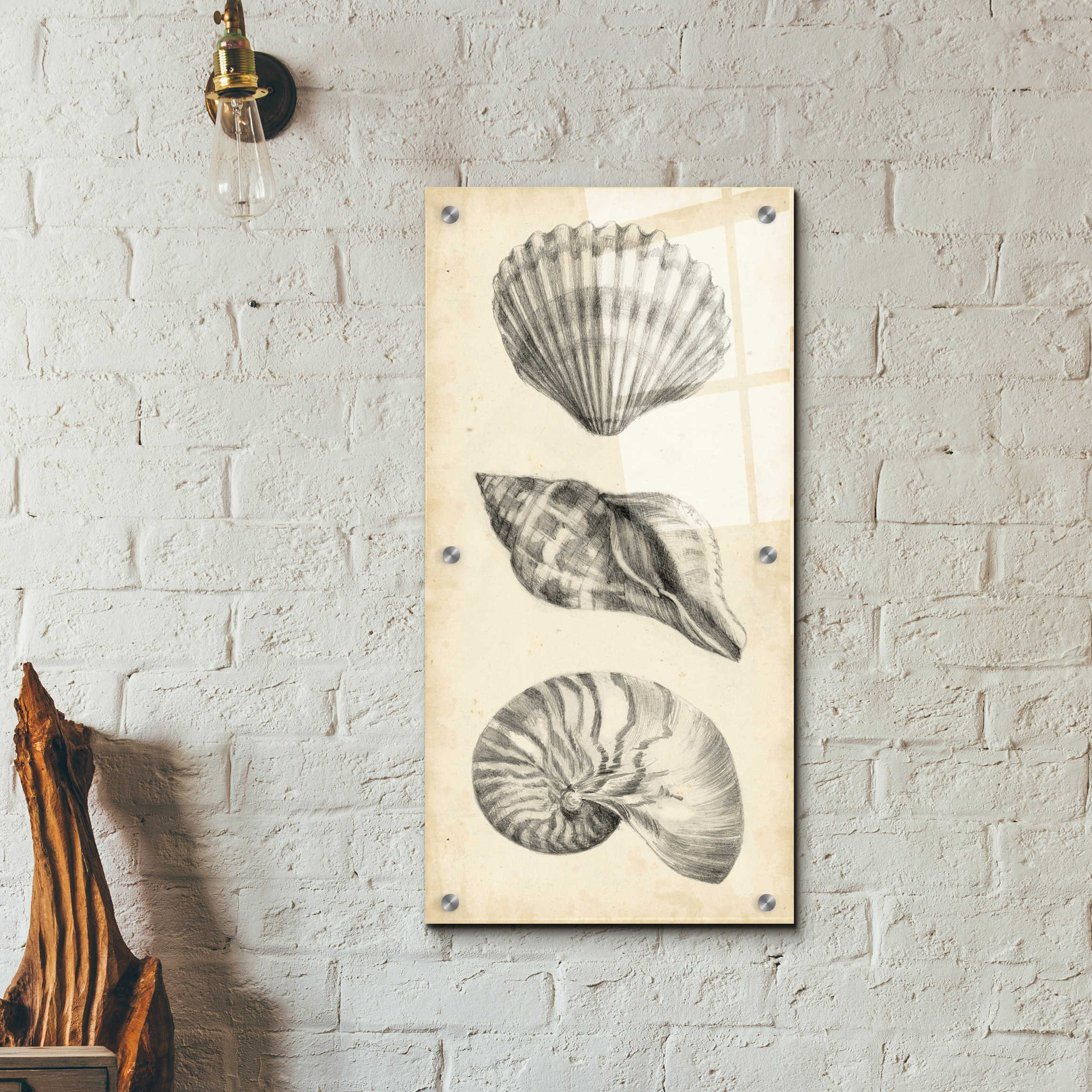 Trinx Antique Shell Study Panel I by Ethan Harper - Unframed Drawing ...