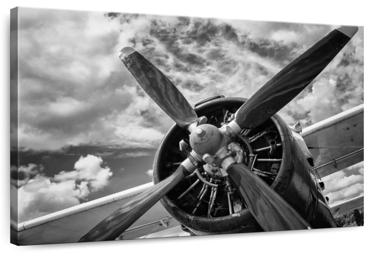 Elephant Stock Monochrome Propeller | Wayfair