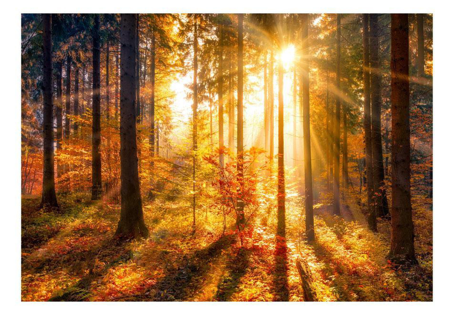 Loon Peak® Exiquio Autumn Awakening Wall Mural | Wayfair