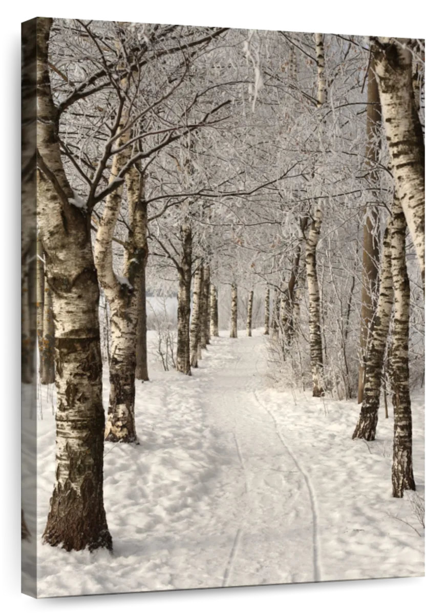 Millwood Pines Alvord Birch Tree Lane | Wayfair