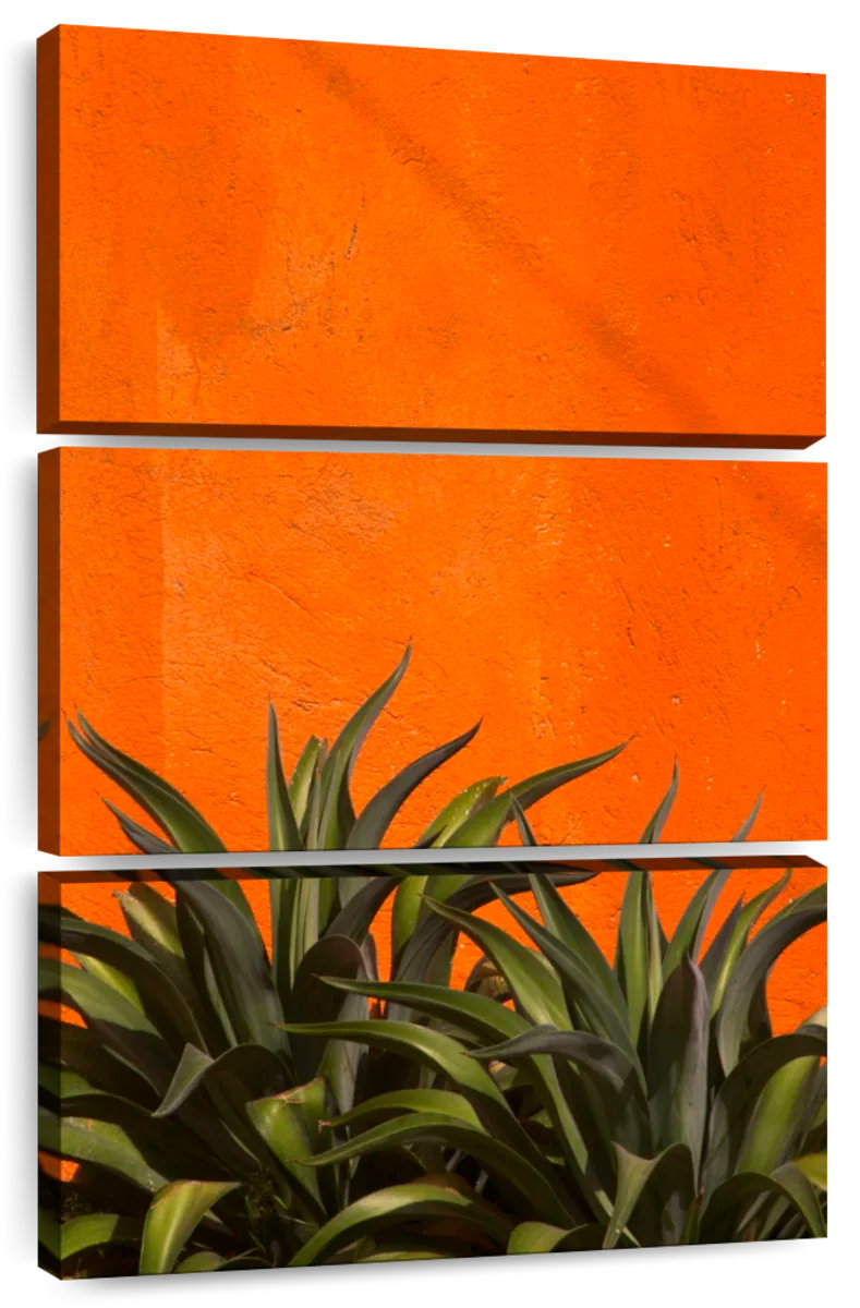 Elephant Stock Agave | Wayfair