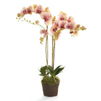 Darby Home Co Orchid Arrangement in Pot & Reviews | Wayfair