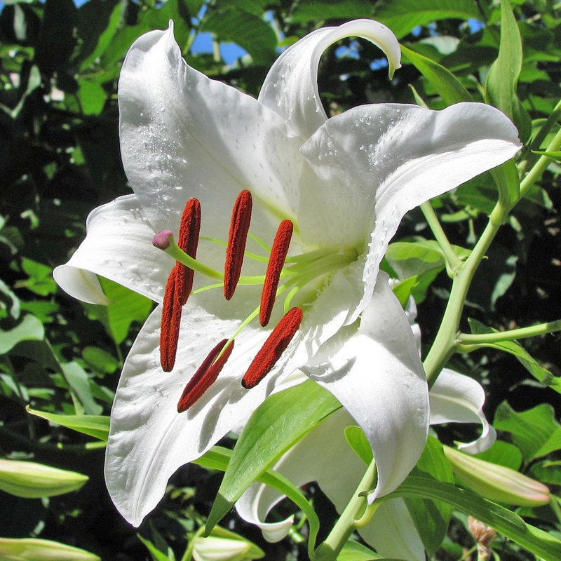 Touch of ECO Giant Tree Lily "Pretty Lady" Lillium - 3 Bulbs - White ...