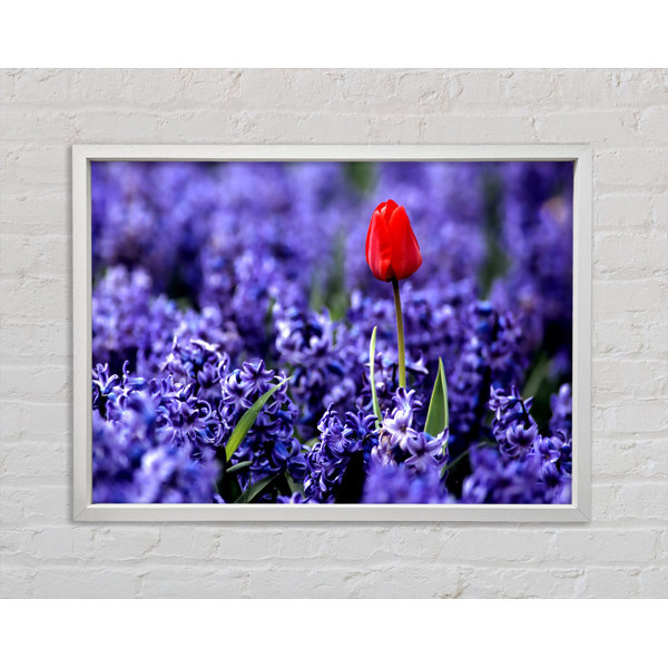 Bright Star Red Tulip And Hyacinths - Single Picture Frame Art Prints ...