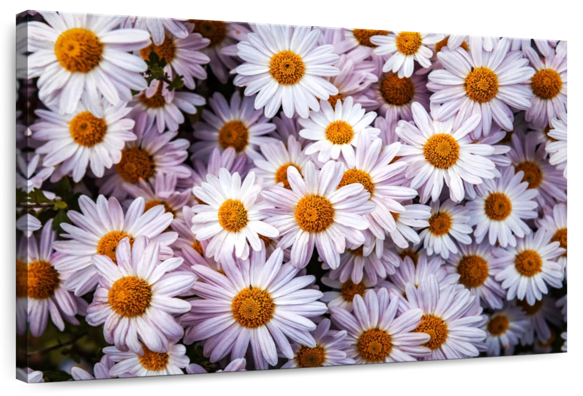 Lark Manor Harnek Shasta Daisies - Wayfair Canada