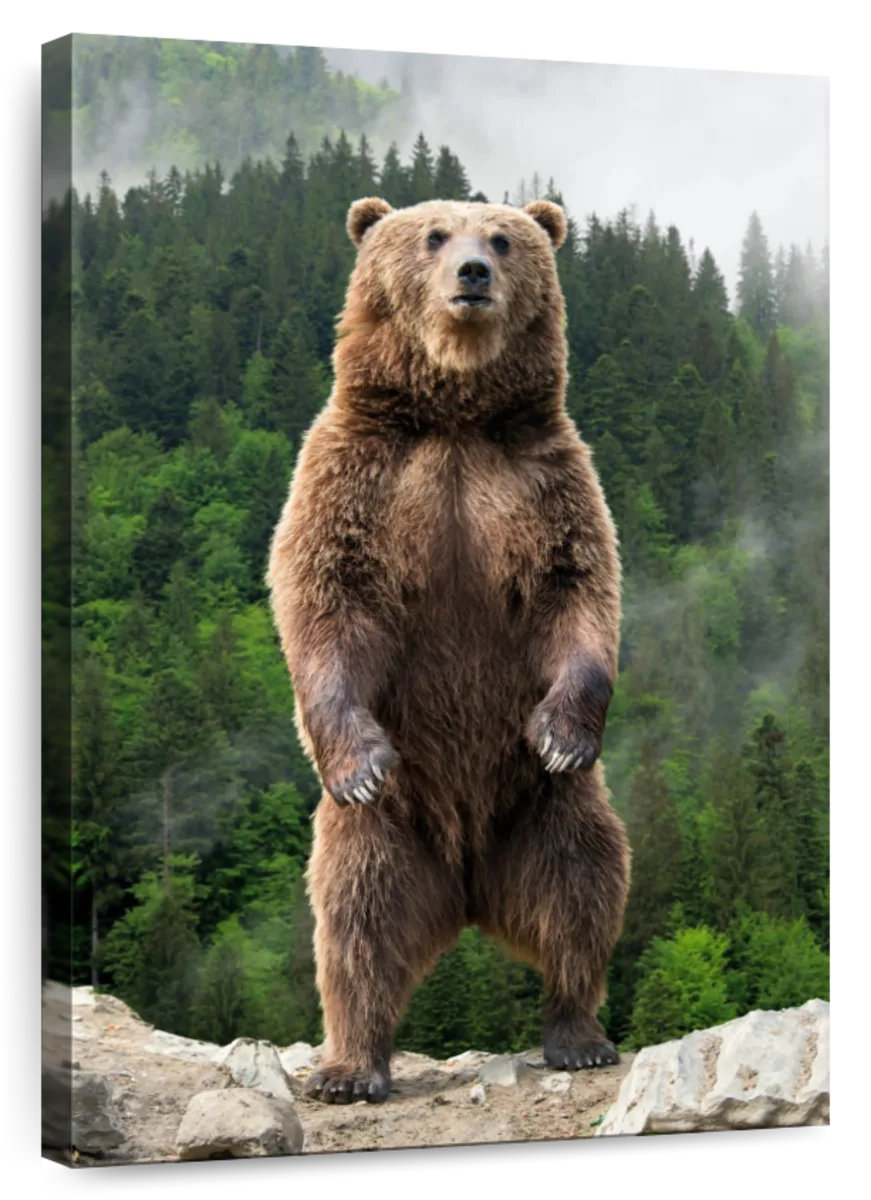 Ebern Designs Ukrainian Brown Bear - Wayfair Canada