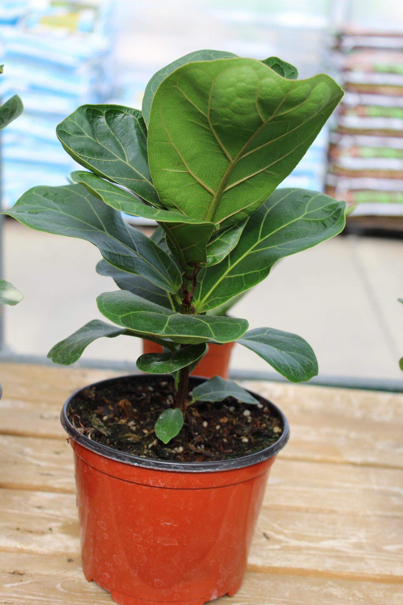 Wekiva Foliage LLC Fiddle Leaf Fig - Live Plant in a 6 Inch Pot - Ficus ...