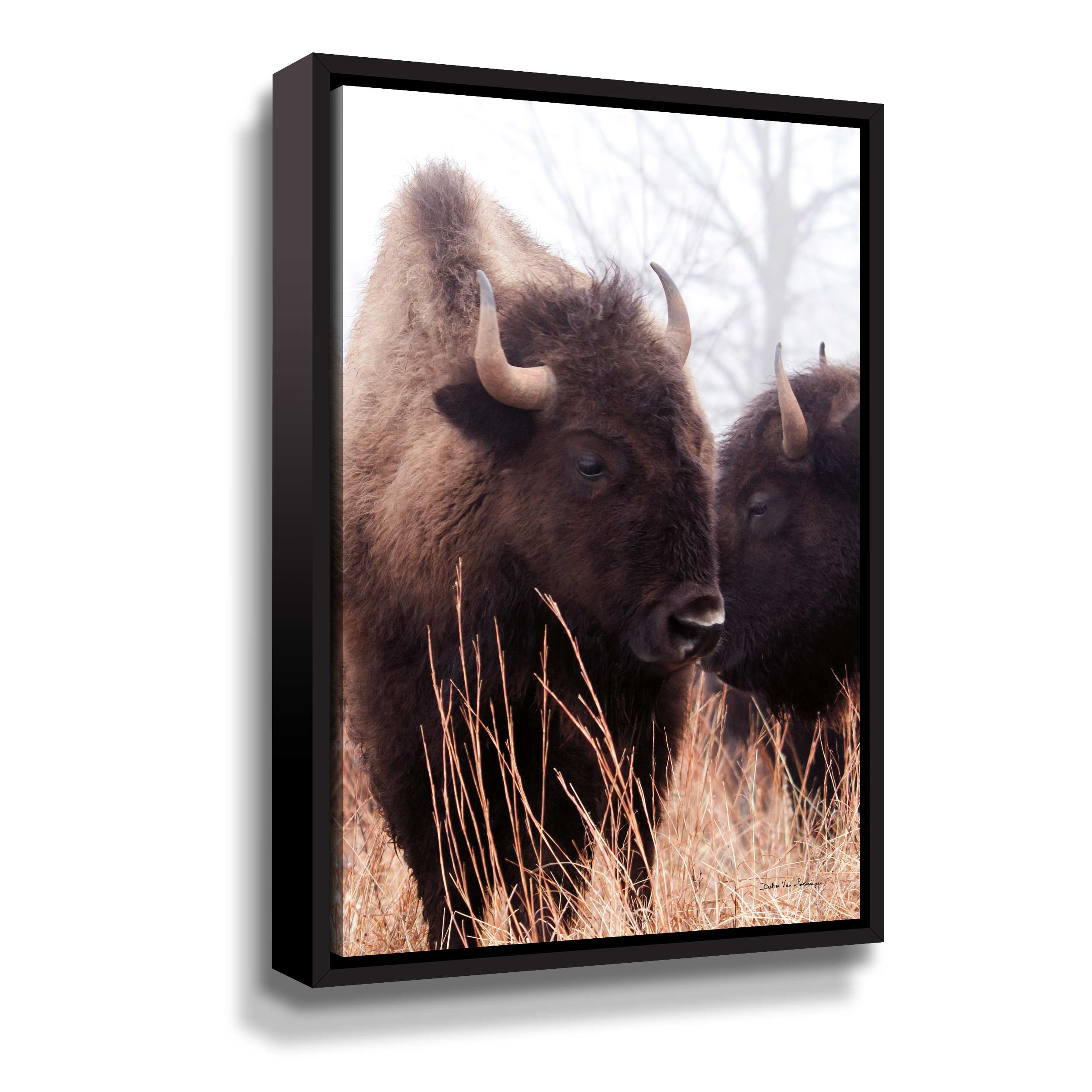 Foundry Select American Bison VI Print - Wayfair Canada