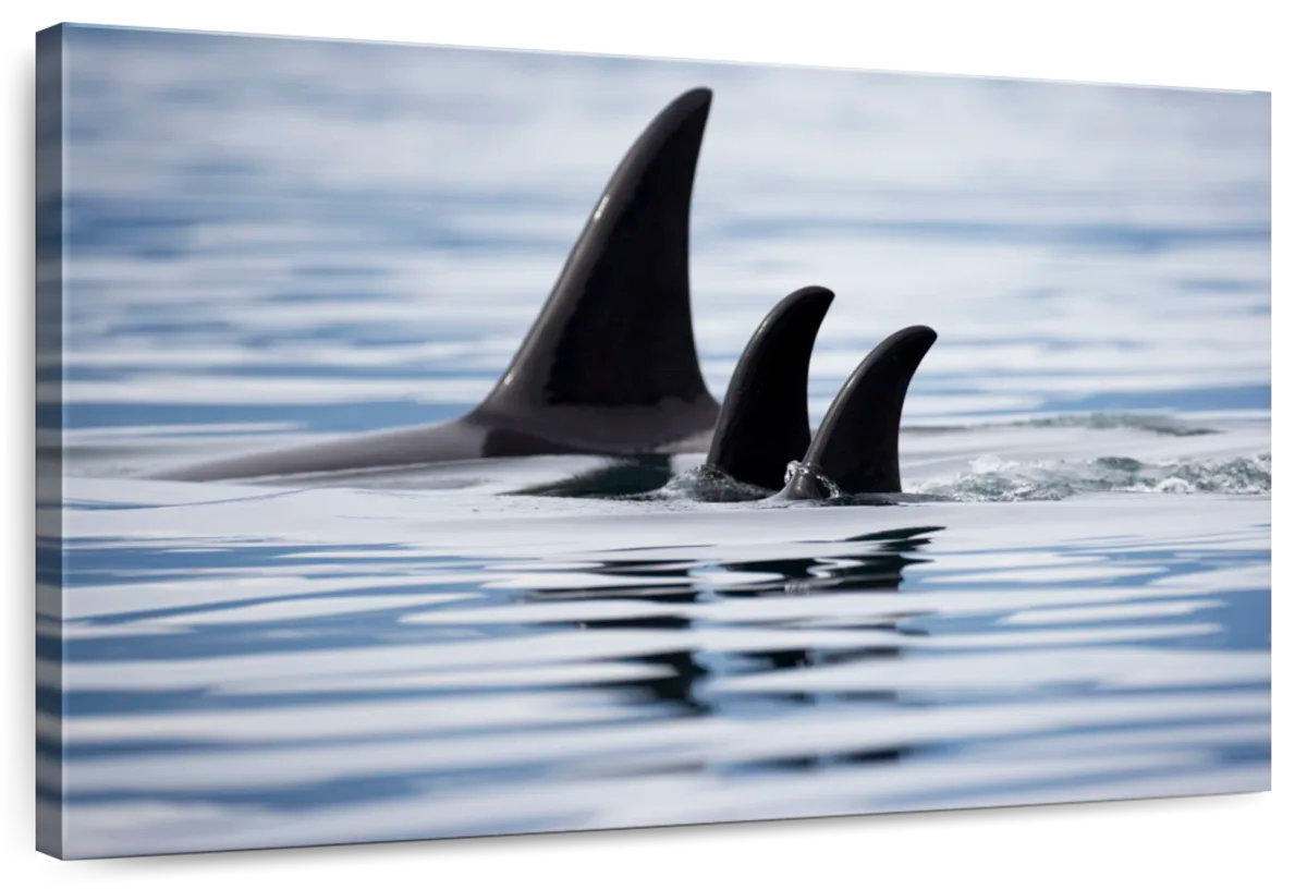 Ebern Designs Killer Whale Fins - Wayfair Canada