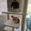 Armarkat 78" Premium Classic Real Wood Jackson Galaxy Approved Cat Tree ...