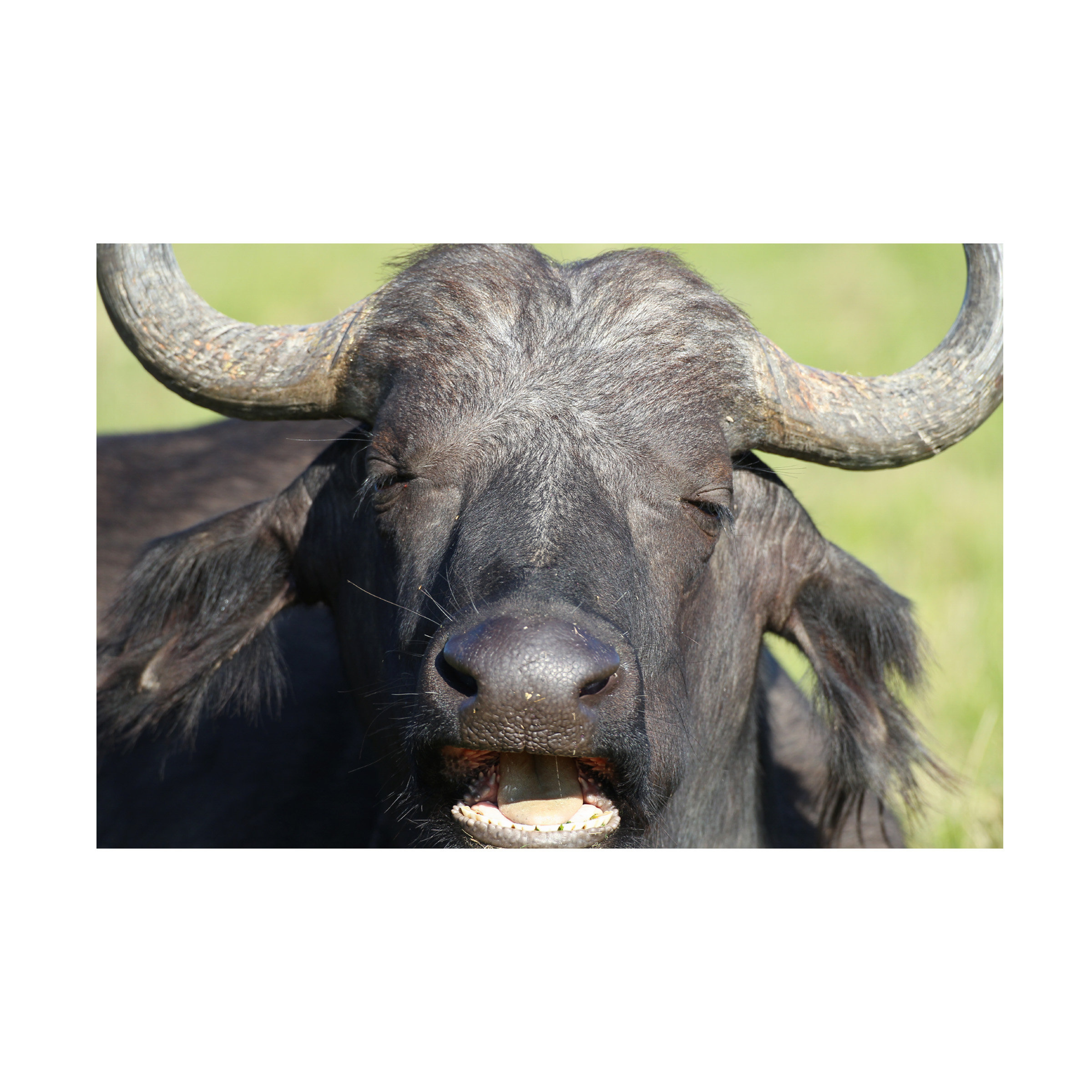 Union Rustic Bob Langrish 'Cape Buffalo 3' Canvas Art - Wayfair Canada