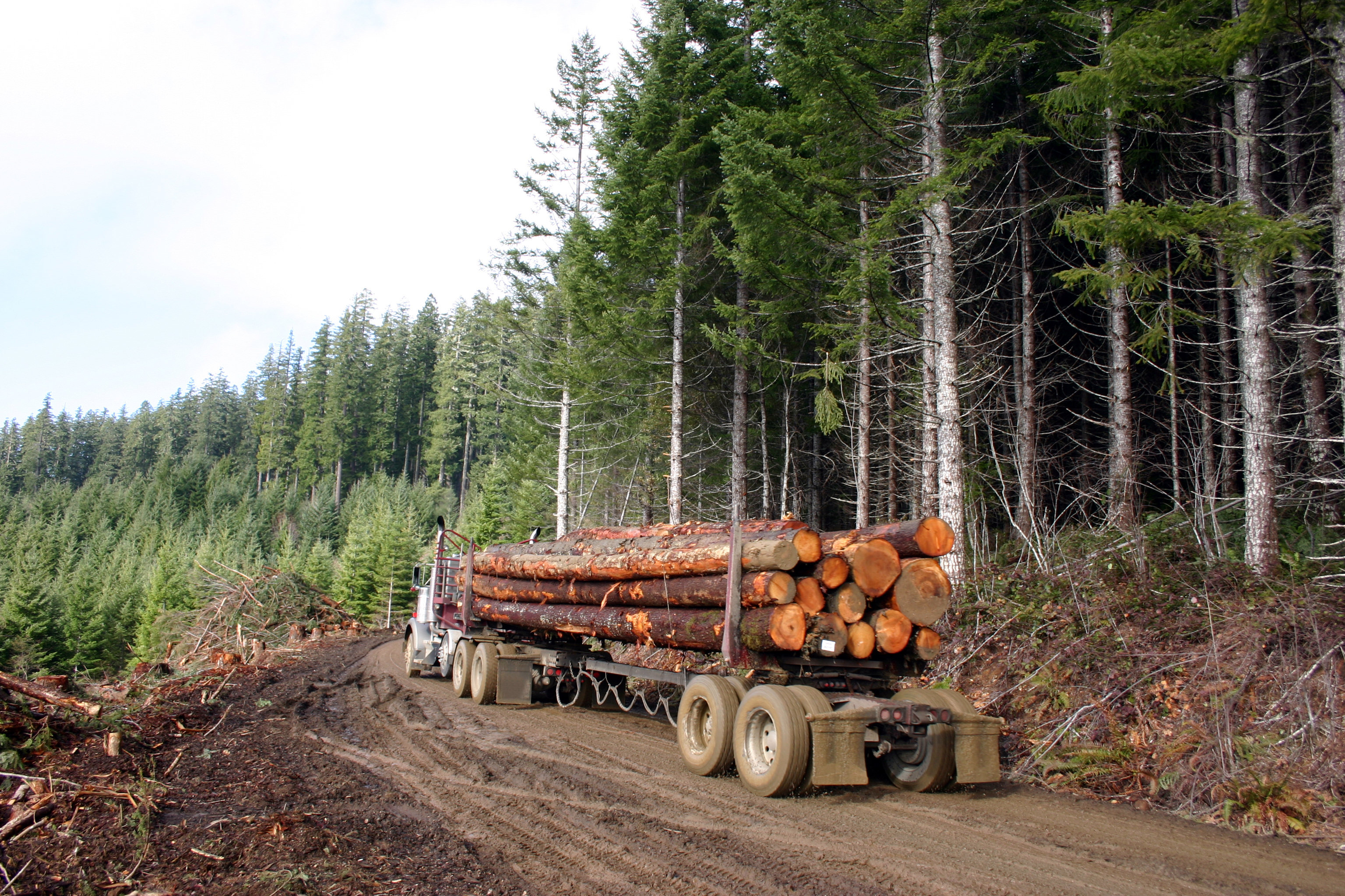 Millwood Pines Logging Truck with Load - Wrapped Canvas Photograph ...