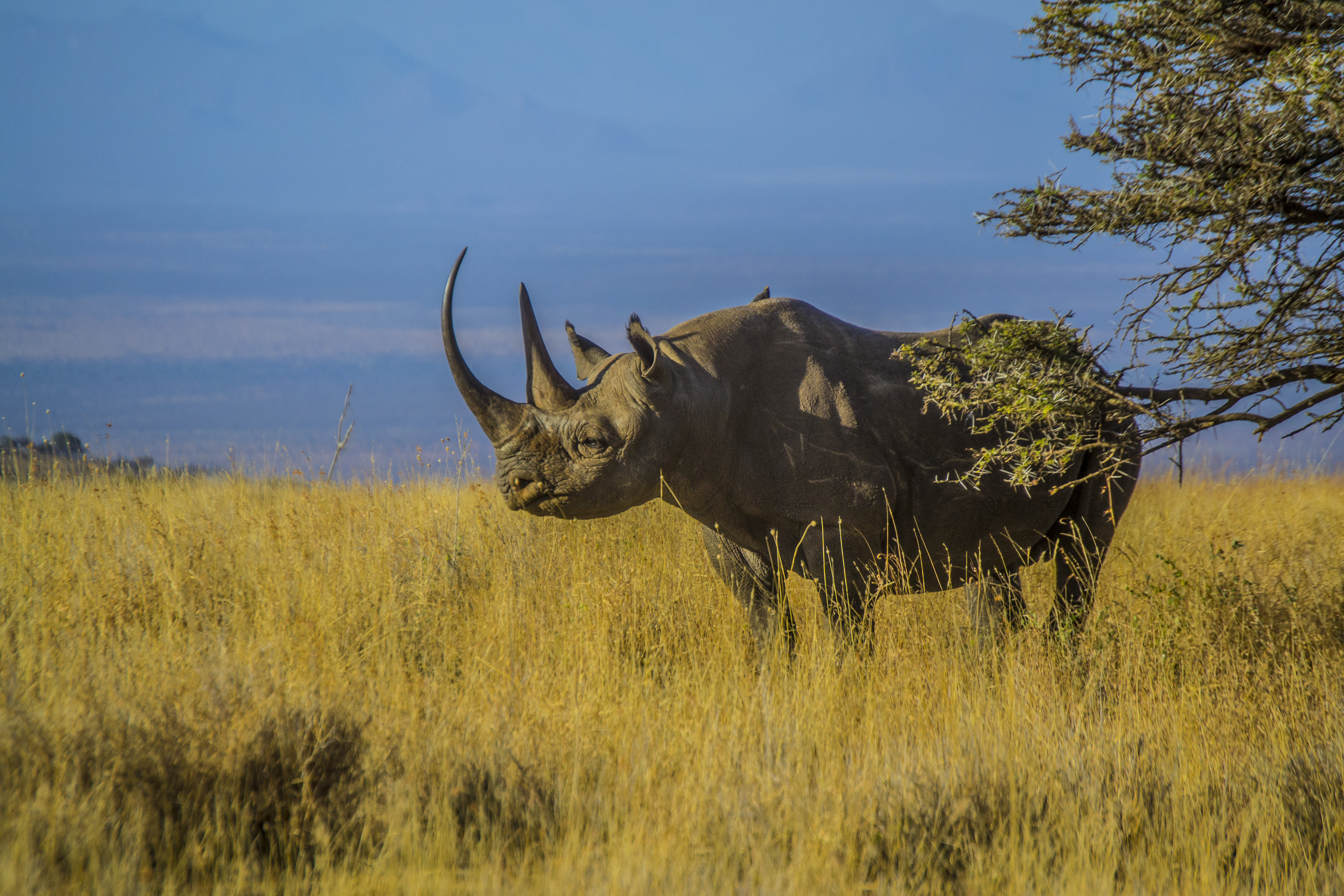 Ebern Designs Black Rhino by Steve Toom - Wrapped Canvas Photograph ...