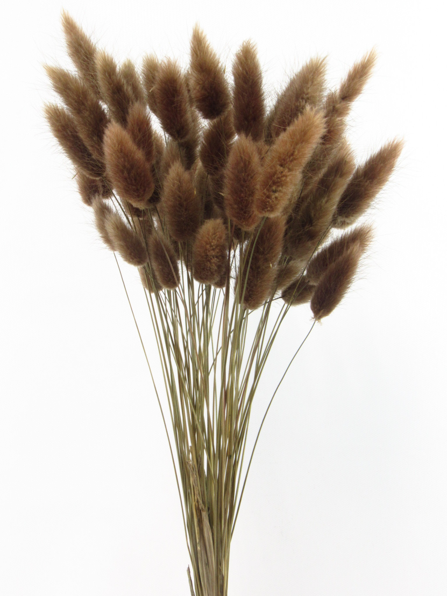 Primrue LAGURUS BROWN | Wayfair