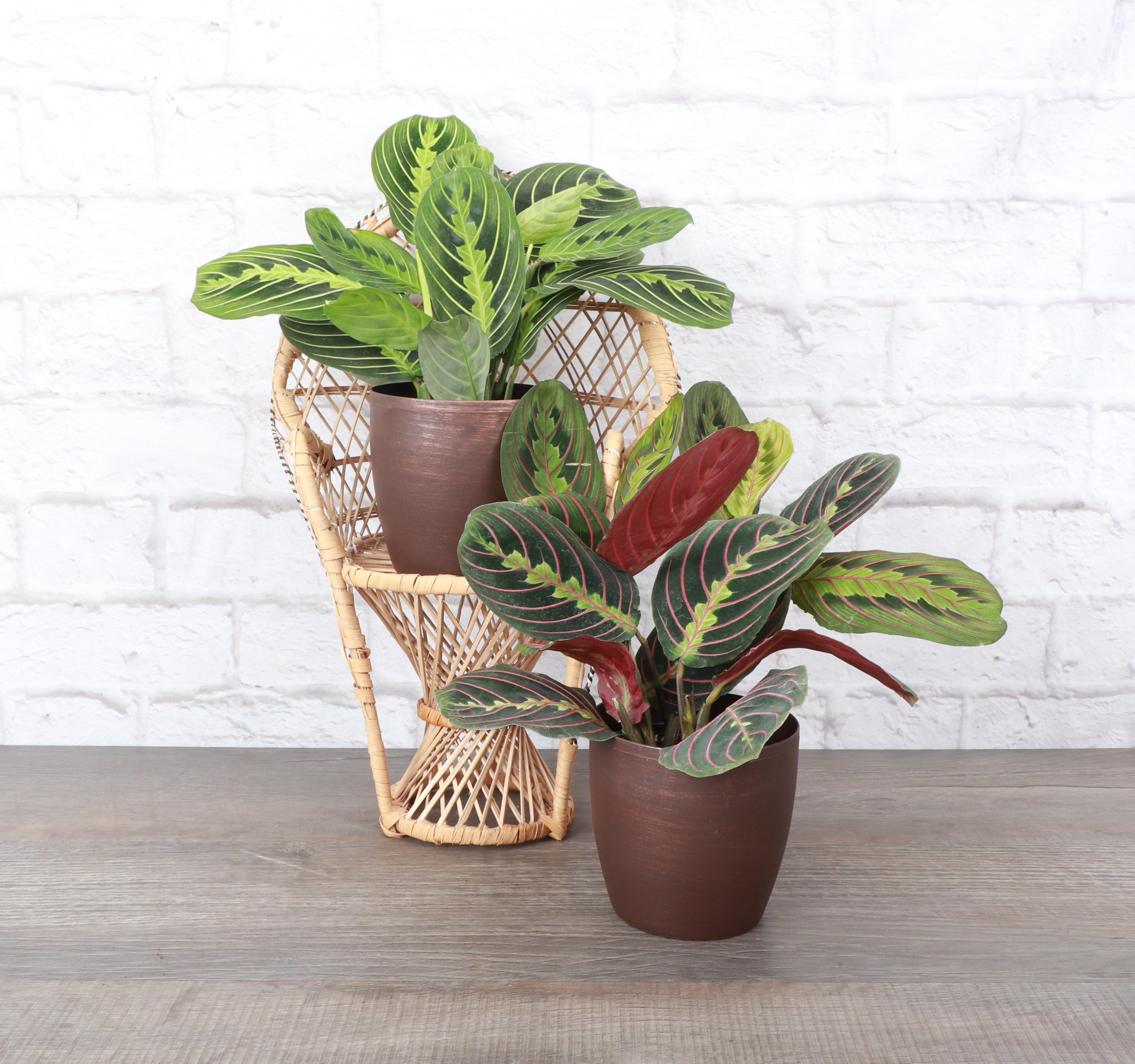Thorsen's Greenhouse Live Prayer Plant Set in Classic Pots & Reviews ...