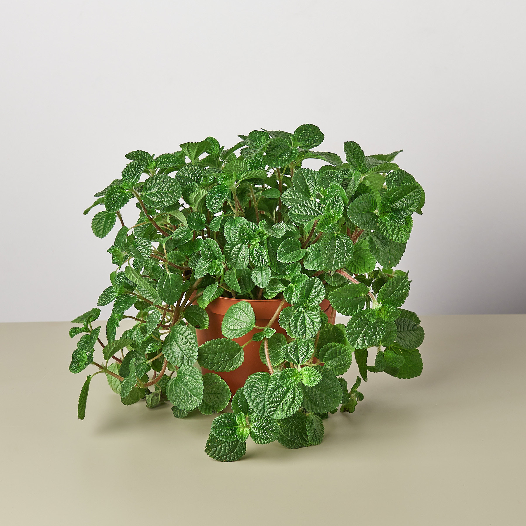 House Plant Shop Pilea 'Crinkle' - 6"Pot & Reviews | Wayfair