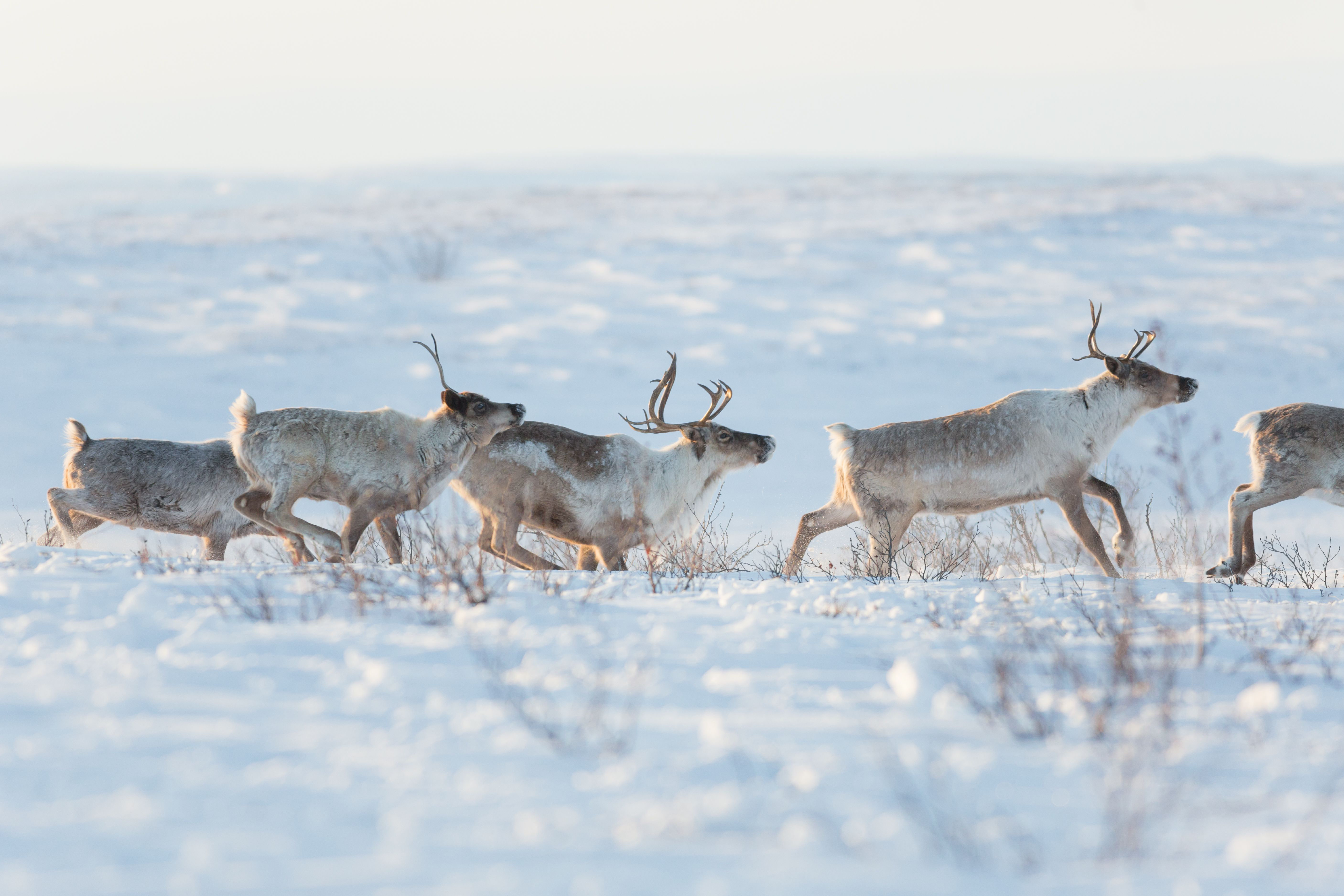Millwood Pines Reindeer Running in Snow - Wrapped Canvas Photograph ...