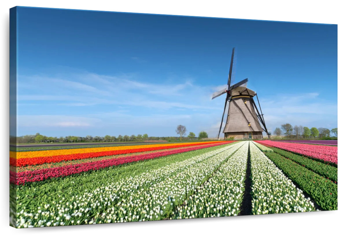 Elephant Stock Windmill And Tulips | Wayfair