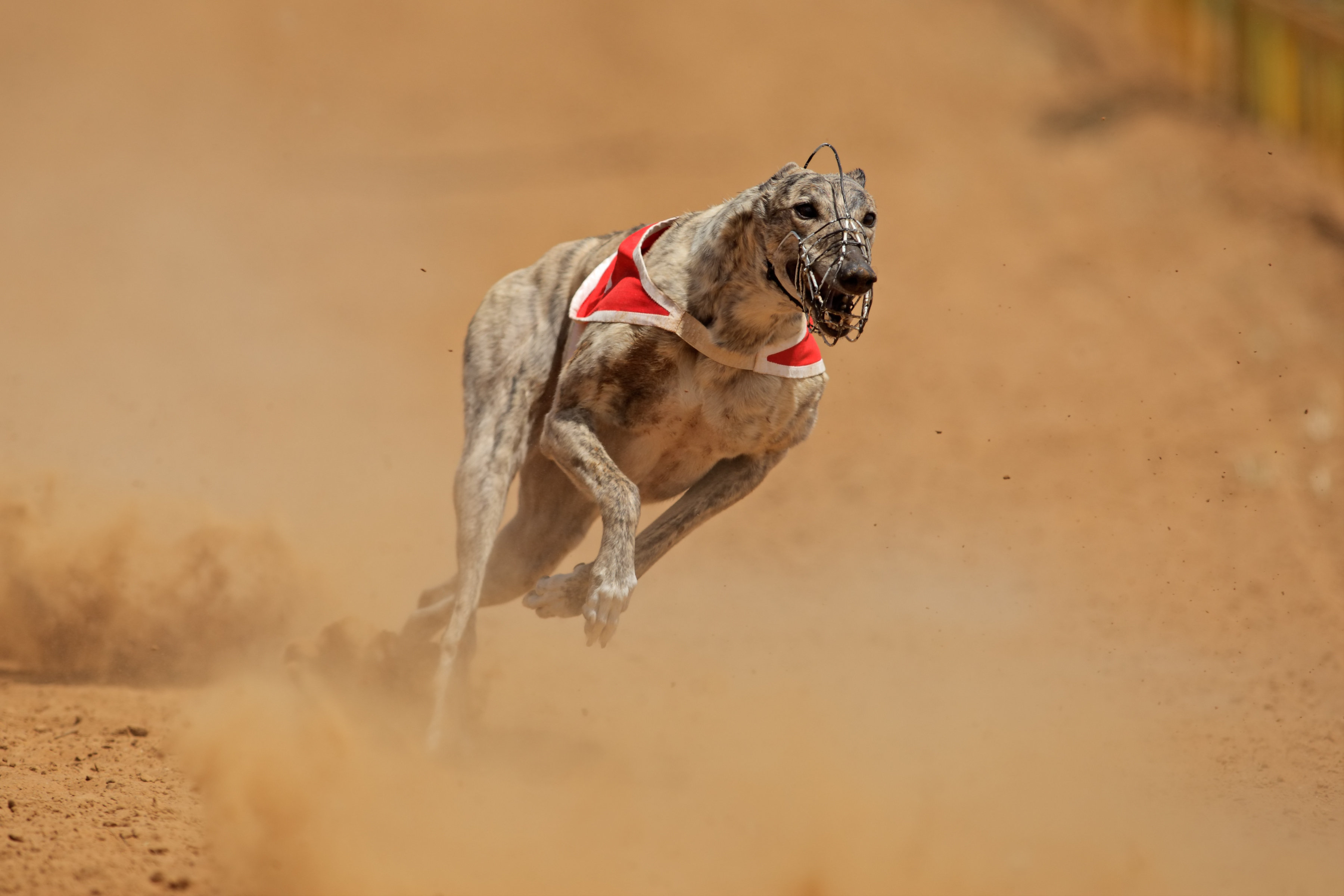 Ebern Designs Sprinting Greyhound - Wrapped Canvas Photograph | Wayfair