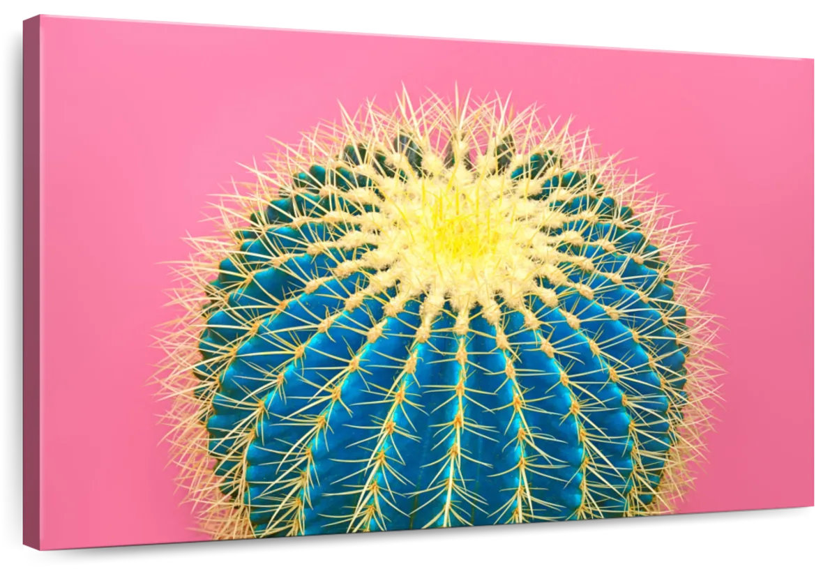 Lark Manor™ Harnek Funky Cactus | Wayfair