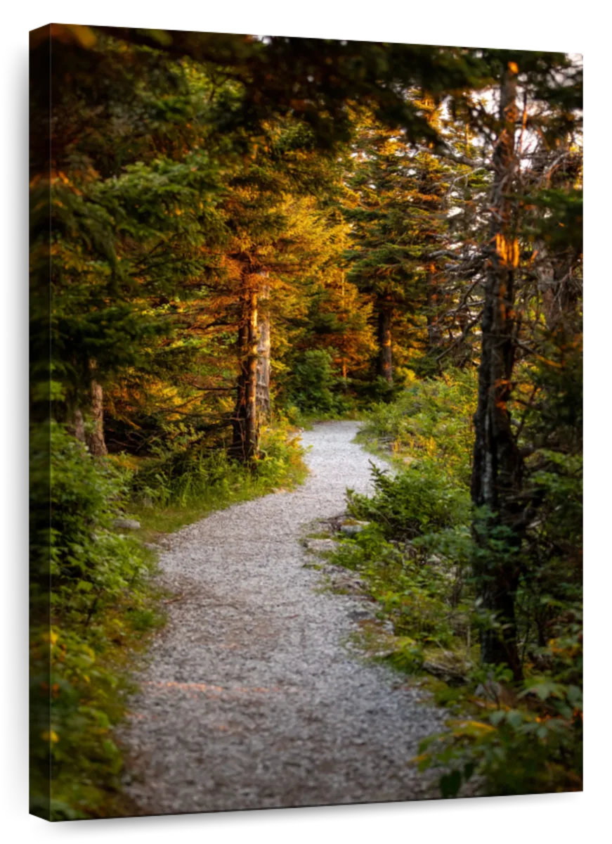 Millwood Pines Alvord Wooded Path | Wayfair