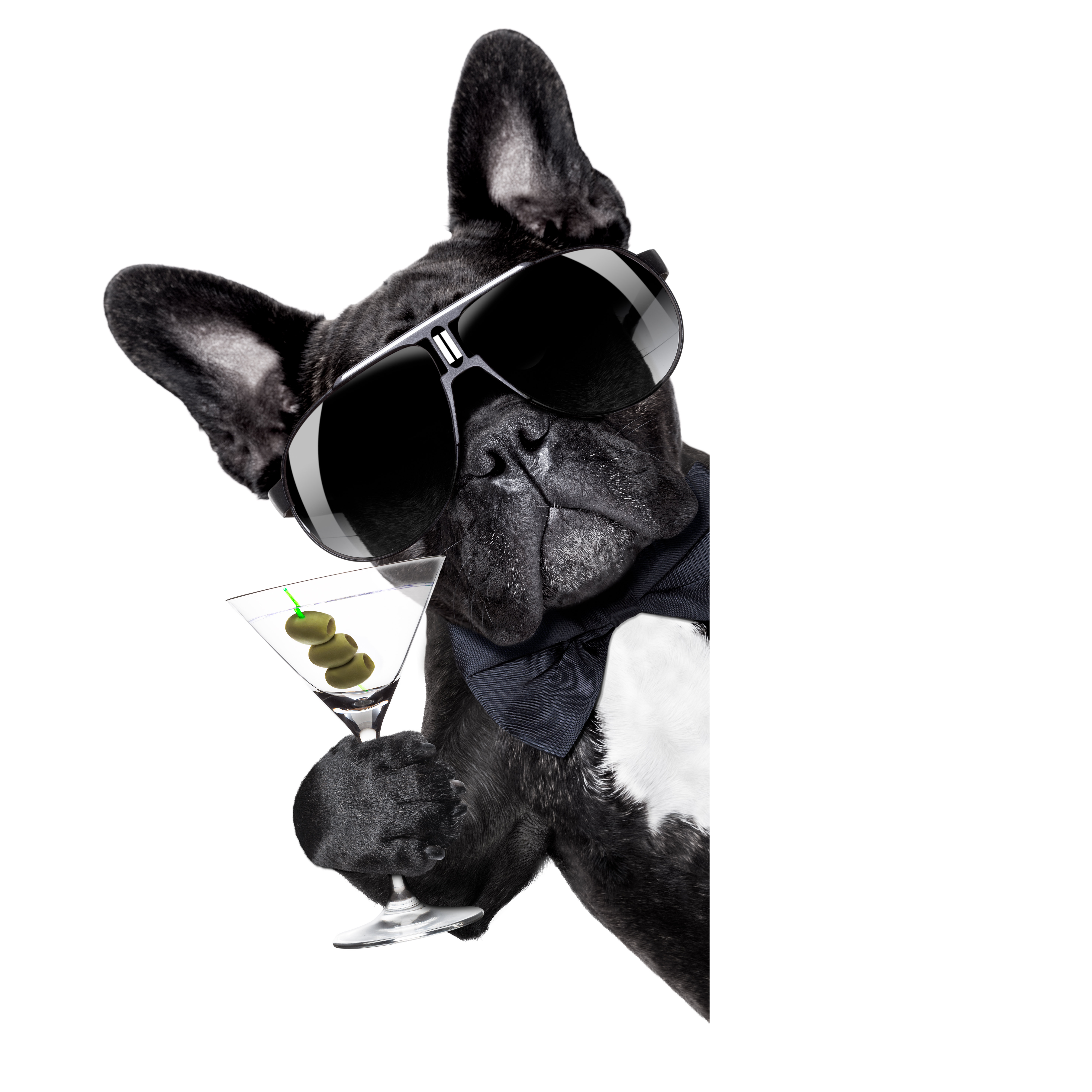 Trinx Champagne Dog - Wayfair Canada