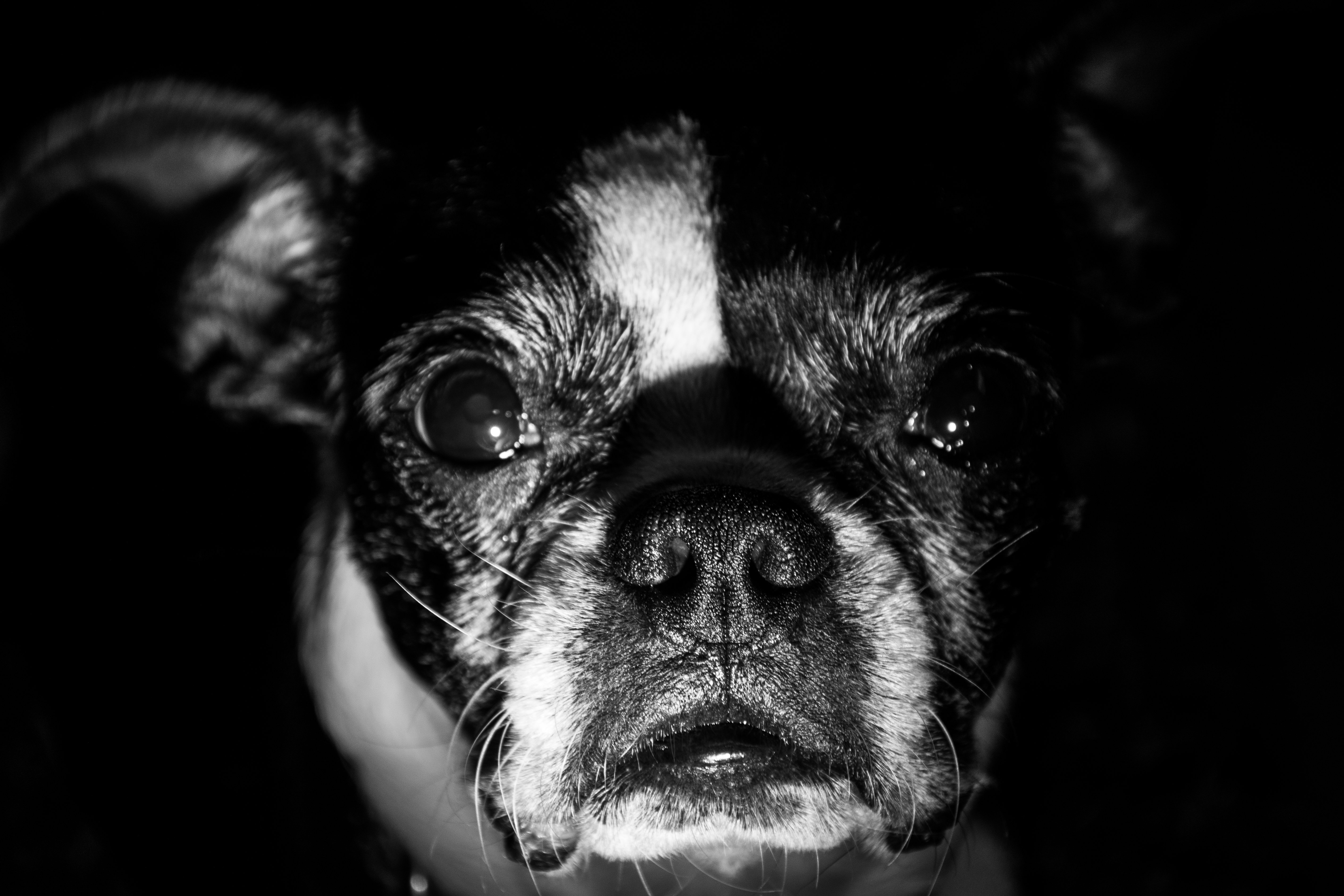 Hokku Designs Florice Boston Terrier On Canvas by Roschetzkyistockphoto ...