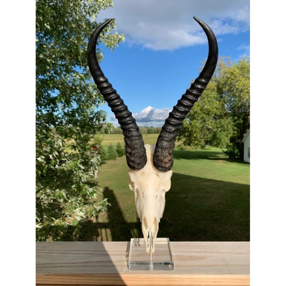 Loon Peak Brisny Real Springbok Skull on Acrylic Base | Wayfair