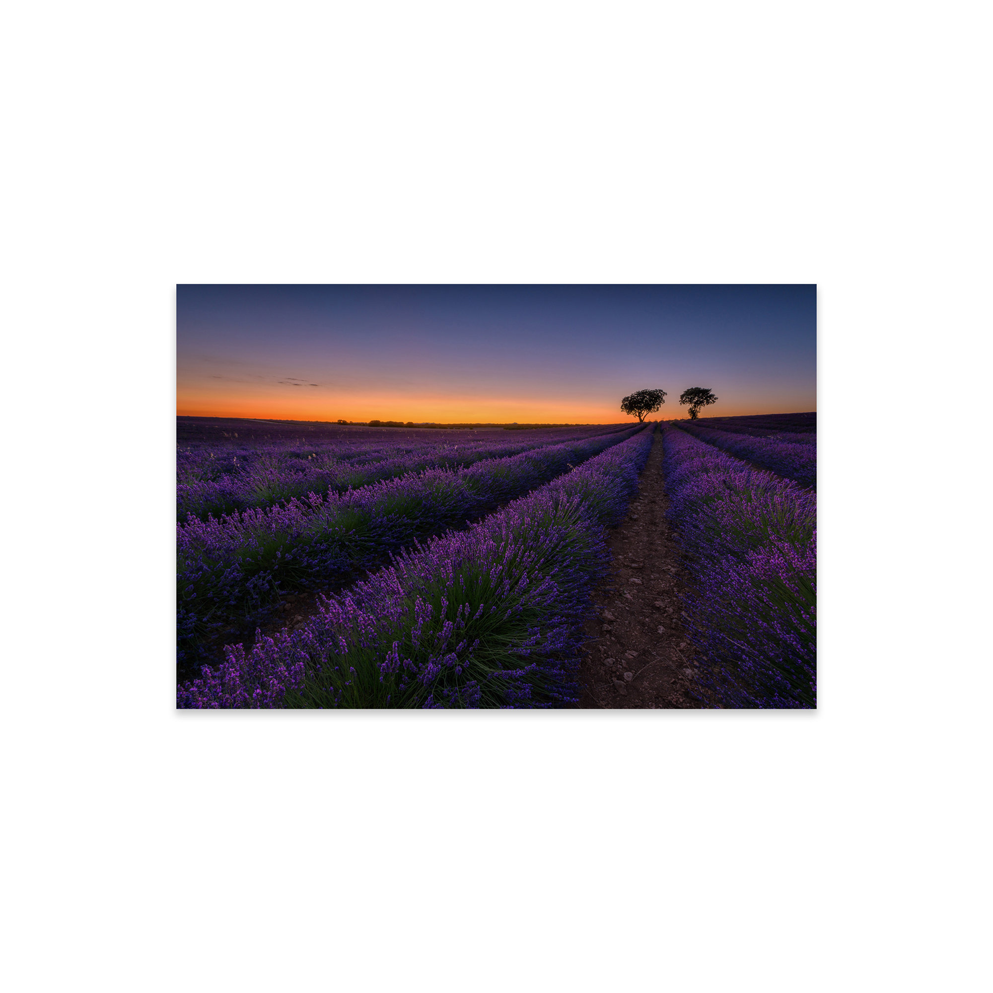 Latitude Run® Lavender Lines Print On Acrylic Glass - Wayfair Canada