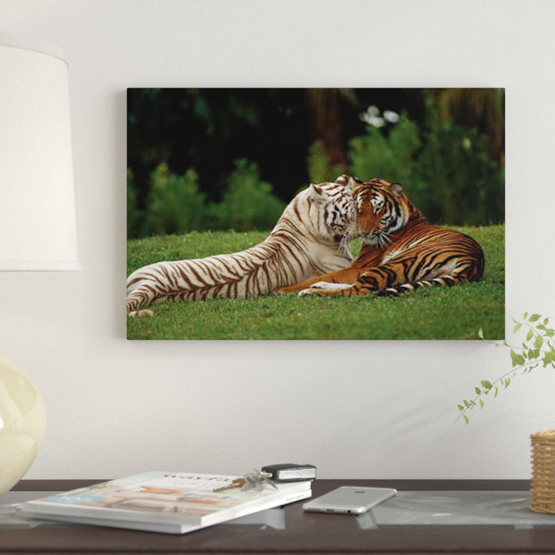 are tigers affectionate