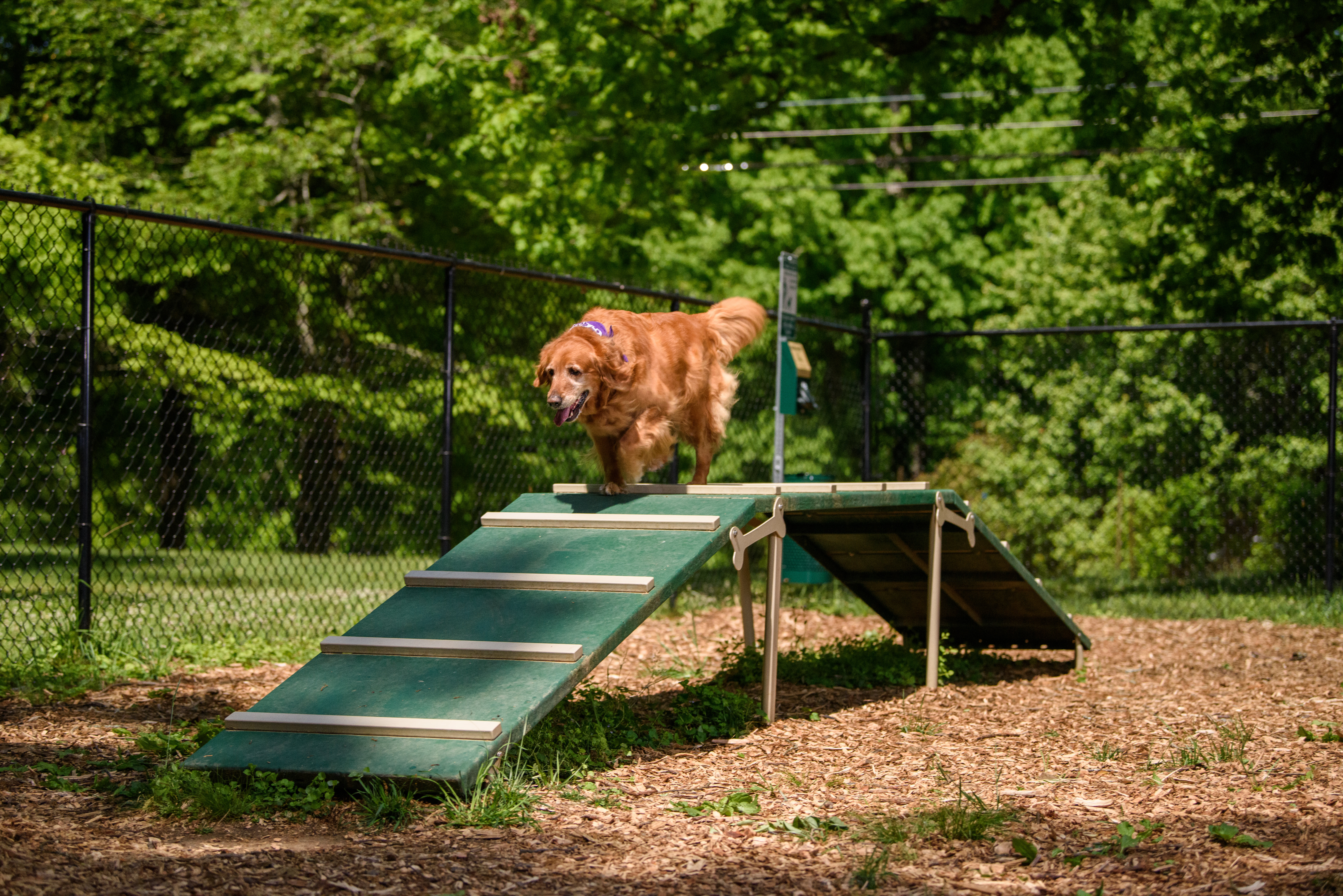 Tucker Murphy Pet™ Pollitt Dog Walk - Wayfair Canada