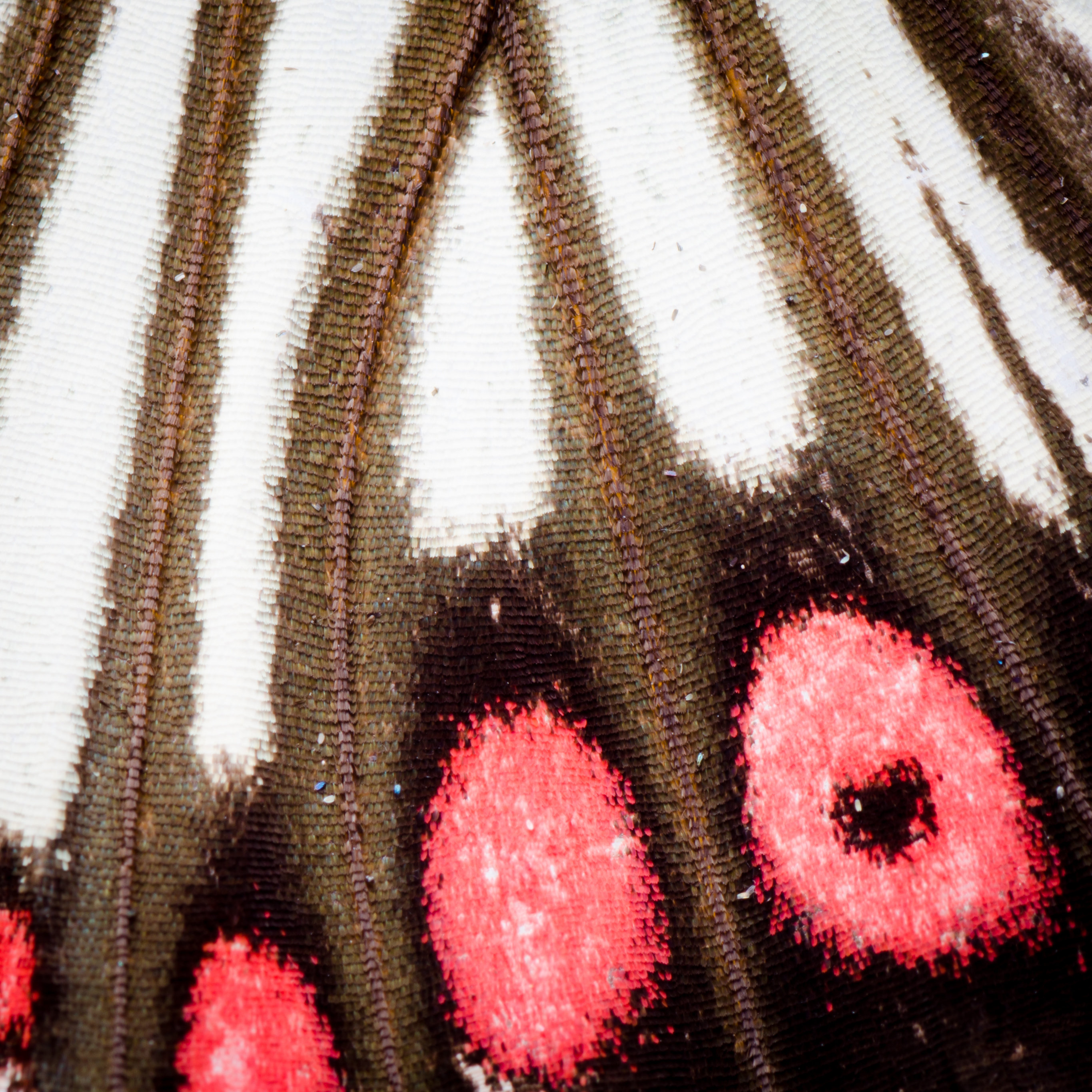 Loon Peak® Mared Butterfly Wing Texture by Defun | Wayfair