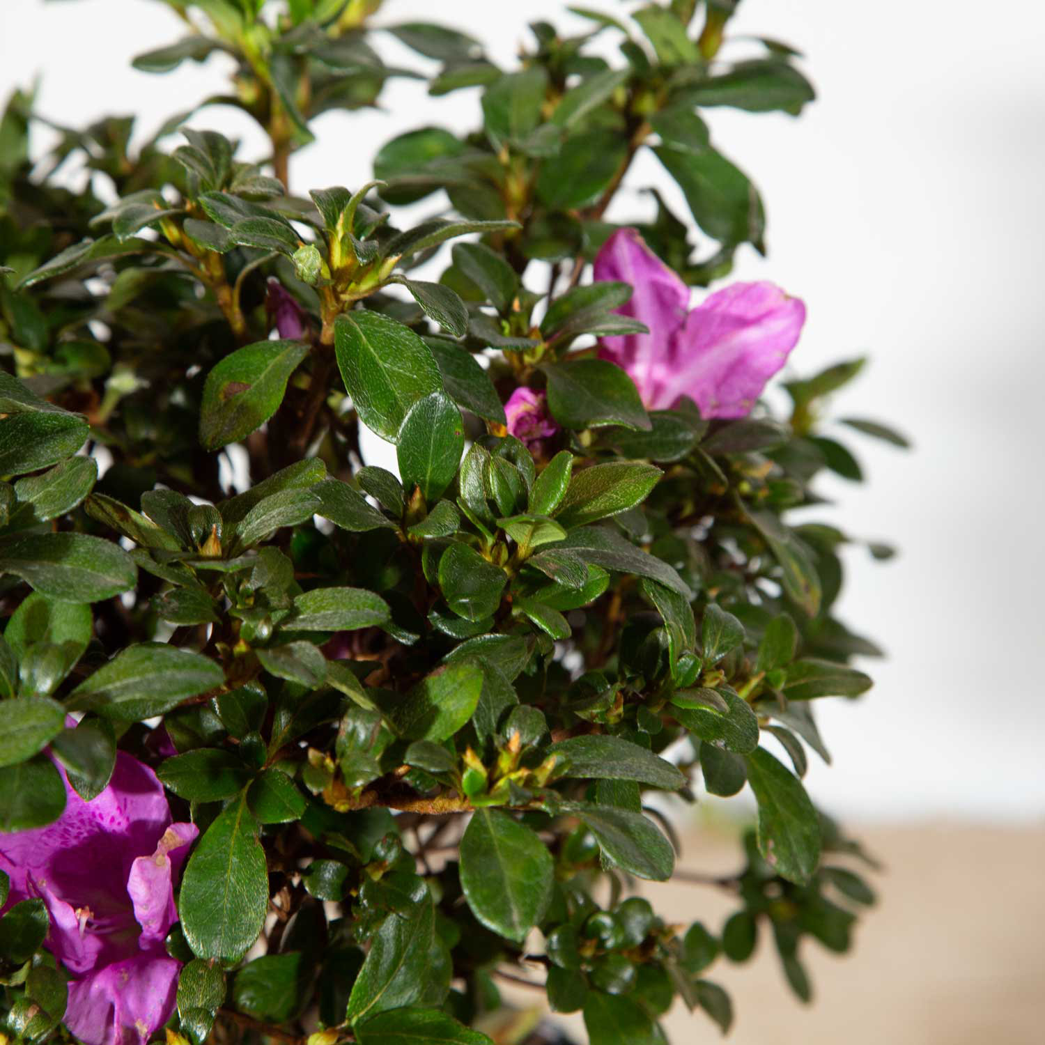 Encore Azalea 1 Gallon Autumn Lilac Encore Azalea - Compact Reblooming ...