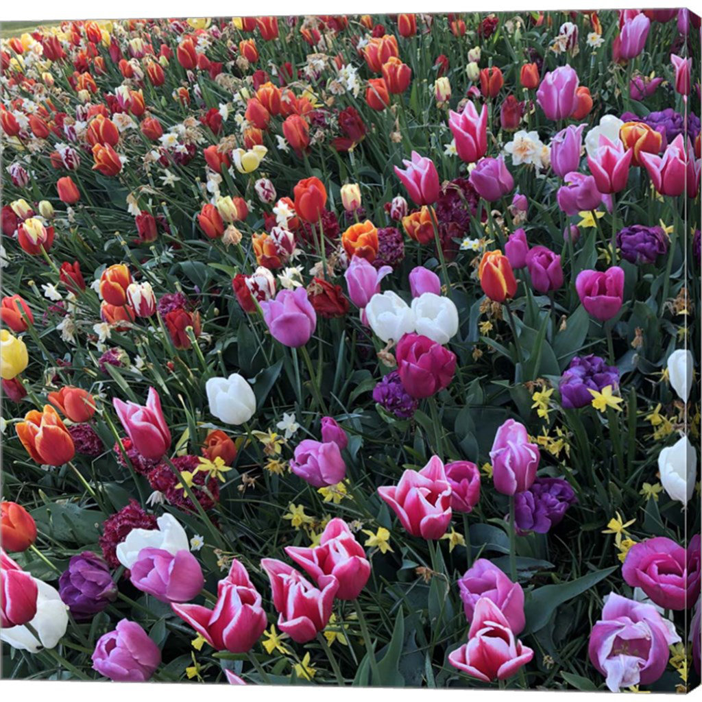 Ebern Designs Tulips! Tulips! by Douglas Thom - Wrapped Canvas ...