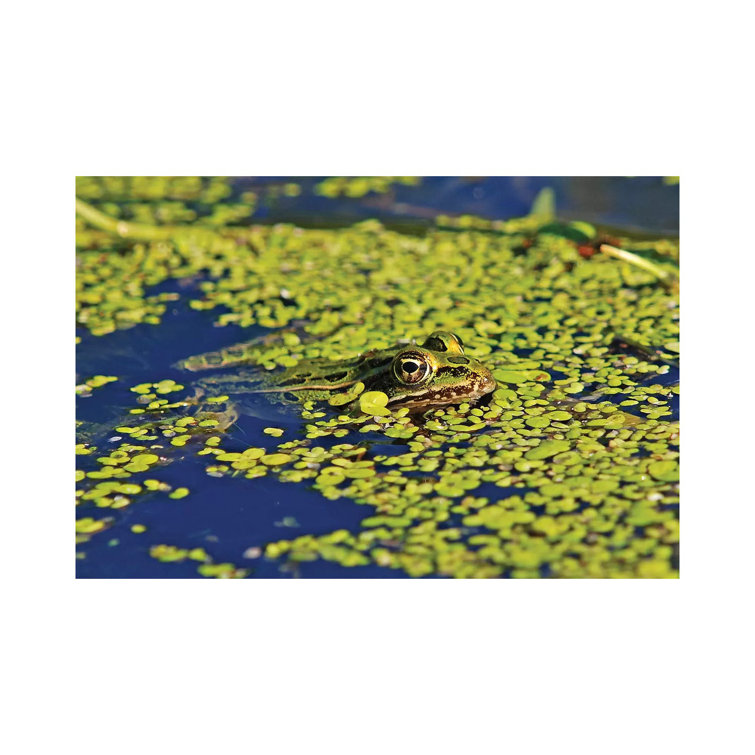 Ebern Designs Camoflouged by Brian Wolf - Wrapped Canvas Photograph ...