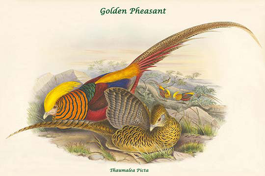 Buyenlarge Reproduction d’art graphique « golden faisan » par john ...
