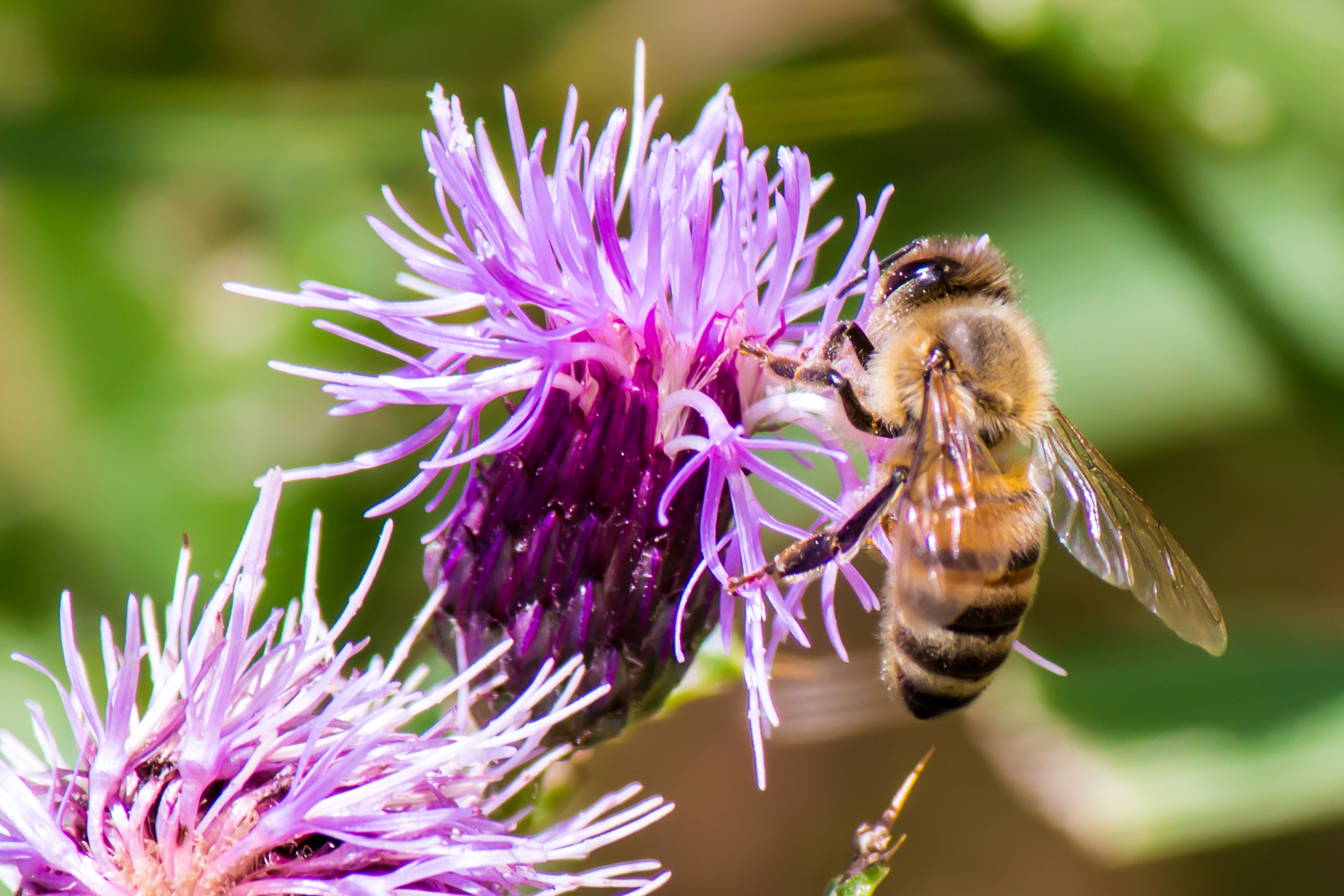 Gracie Oaks Honey Bee On Canvas by Marcociannarel Photograph | Wayfair