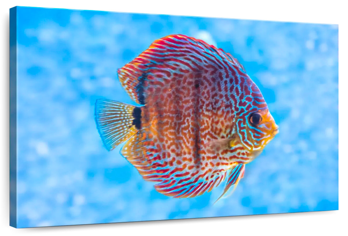 Ebern Designs Brampt Freshwater Discus Fish | Wayfair
