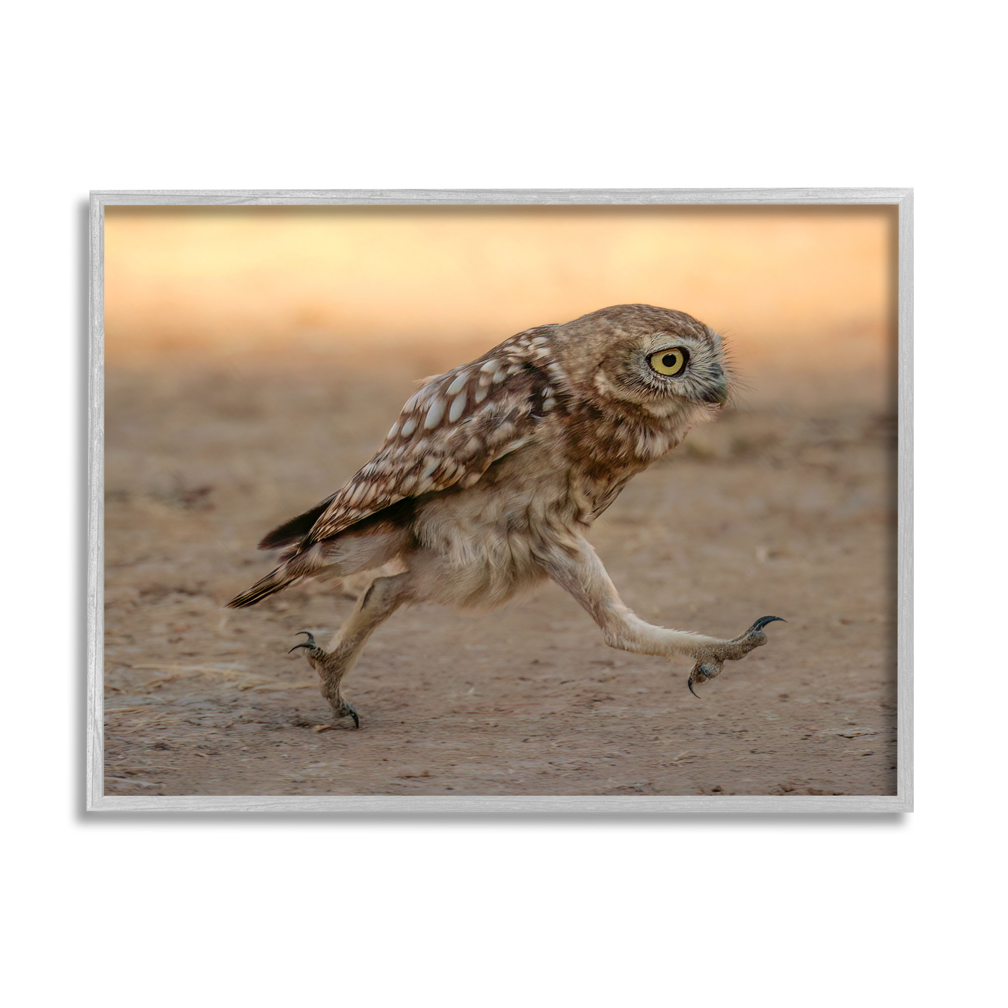 Stupell Industries ba-415-Framed Rushing Little Owl by Shuli Greenstein ...