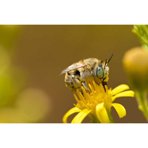 Gracie Oaks Derianna Bee by Membio | Wayfair