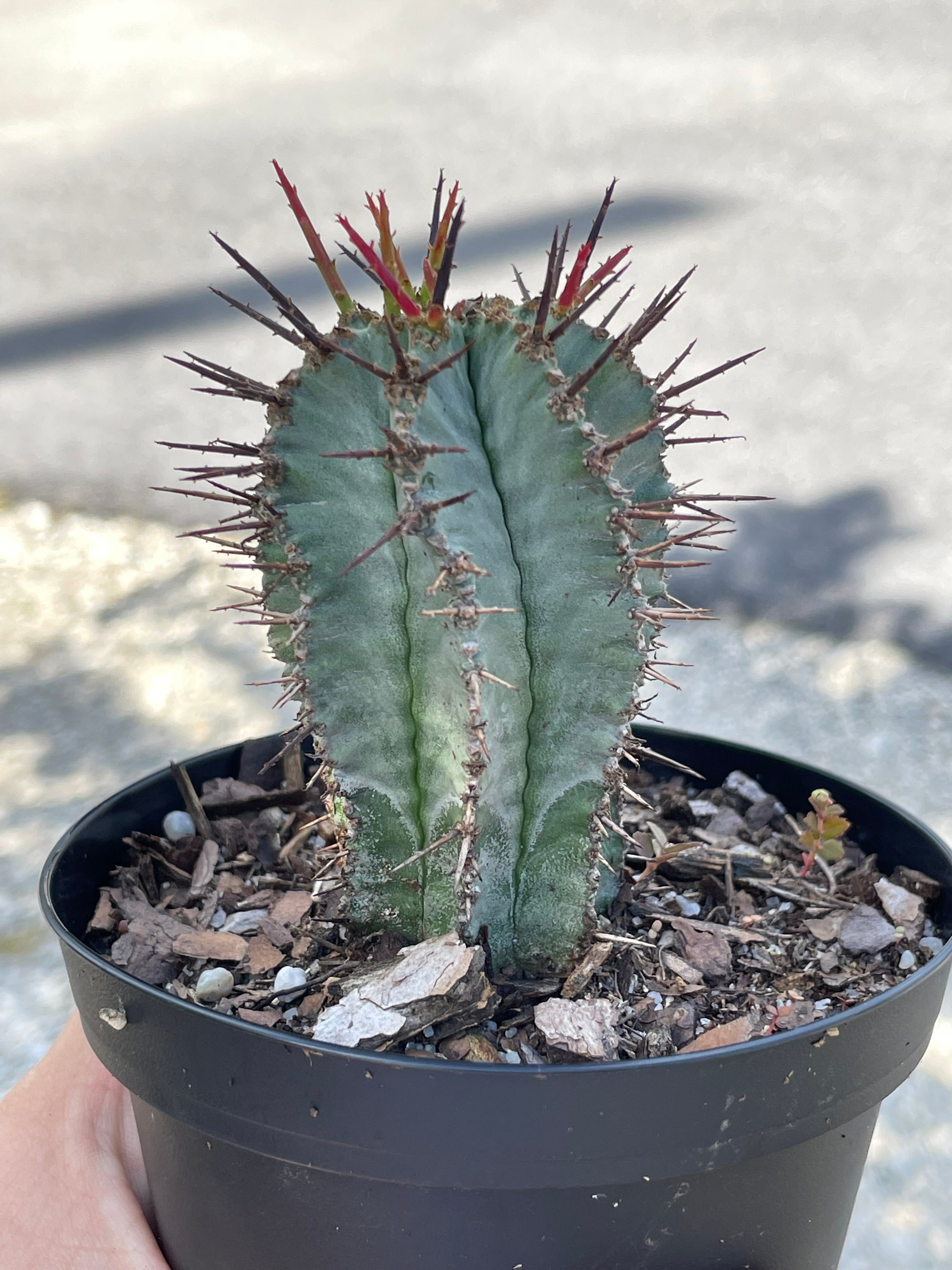 Florida House Plants African Milk Barrel Euphorbia Horrida Boiss In 4 ...