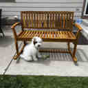 August Grove® Outdoor Campton Rocking Solid Wood Bench & Reviews | Wayfair