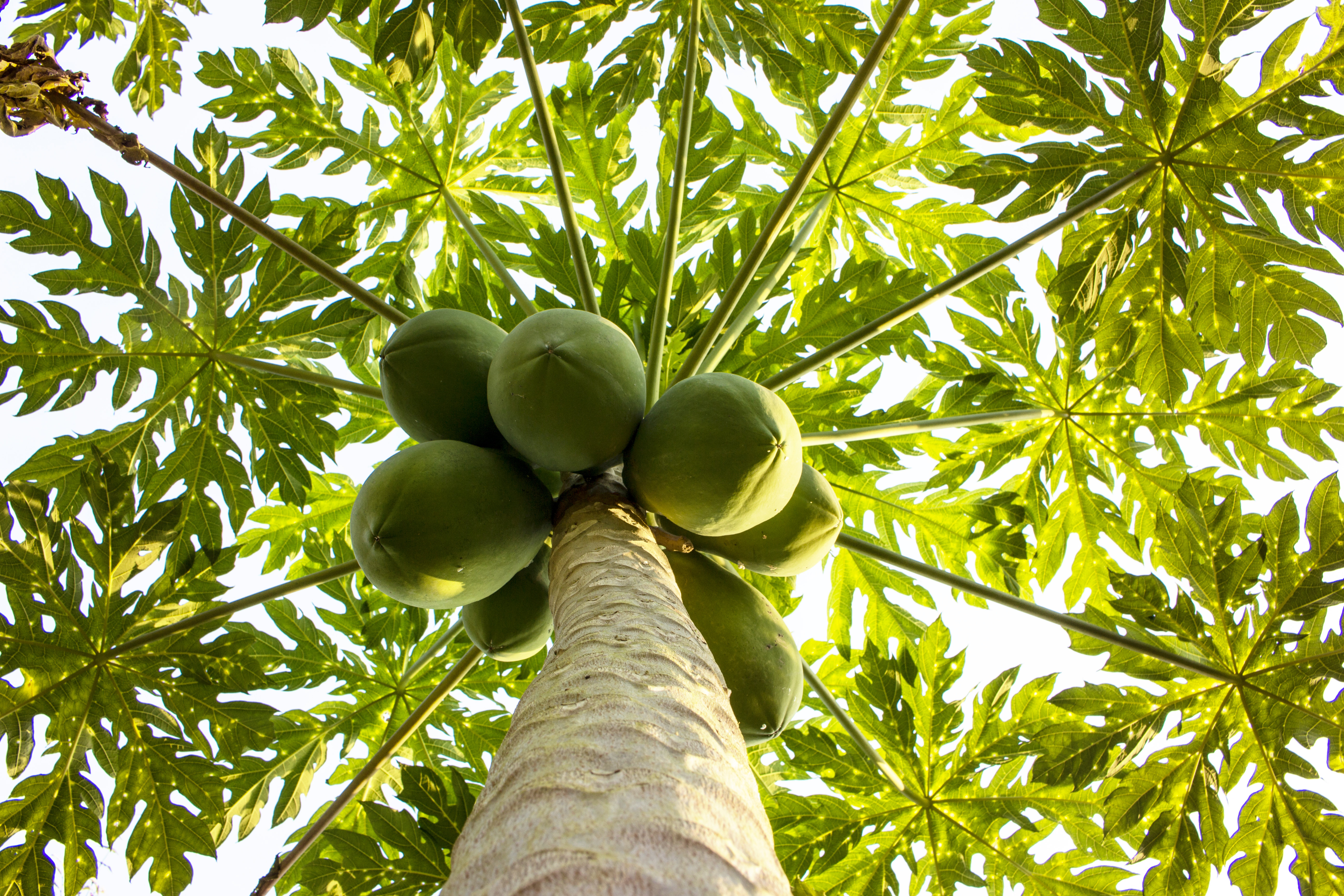 Ebern Designs Green Papaya On Tree On Canvas Photograph | Wayfair