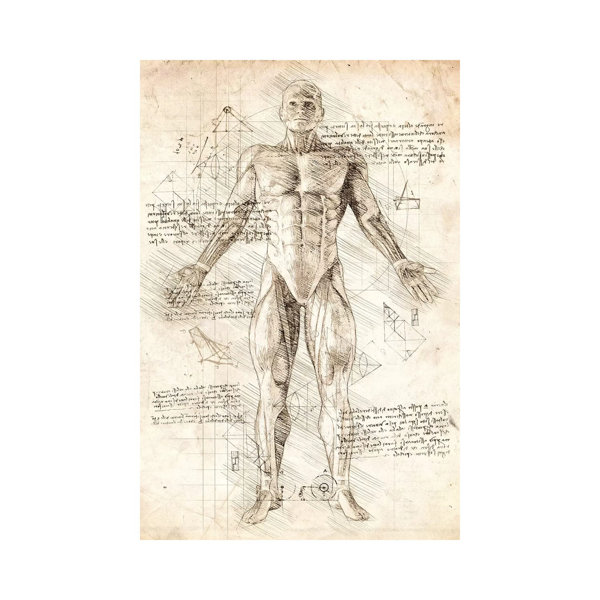 Maturi Human Male Muscles Anatomy | Wayfair.co.uk