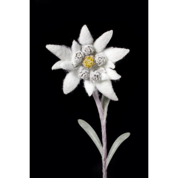 17 Stories Edelweiss by Malerapaso - No Frame Print on Canvas | Wayfair ...