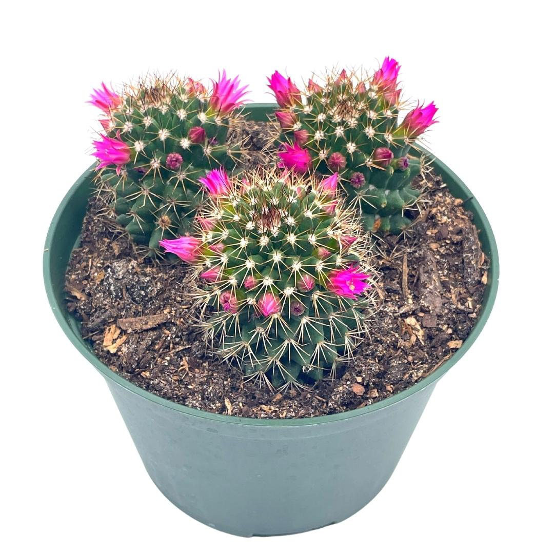 Florida House Plants Old Lady Cactus 6 Inch Mammillaria Hahniana Crown ...