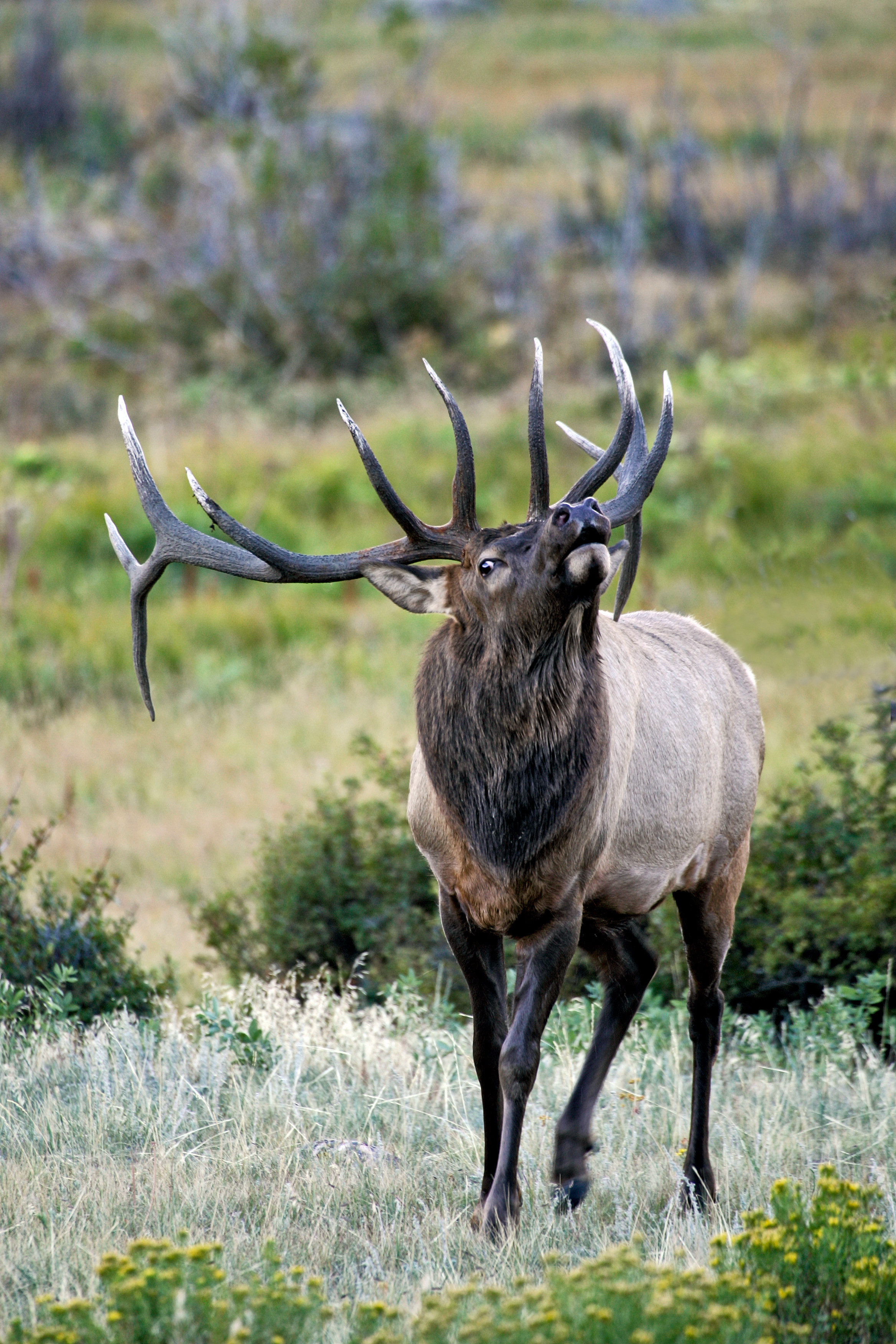 Millwood Pines Bull Elk with Antlers by Keithszafranski | Wayfair